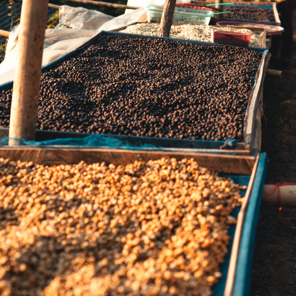 Distinguished Roasts,Exceptional Brews | Bean Exchange