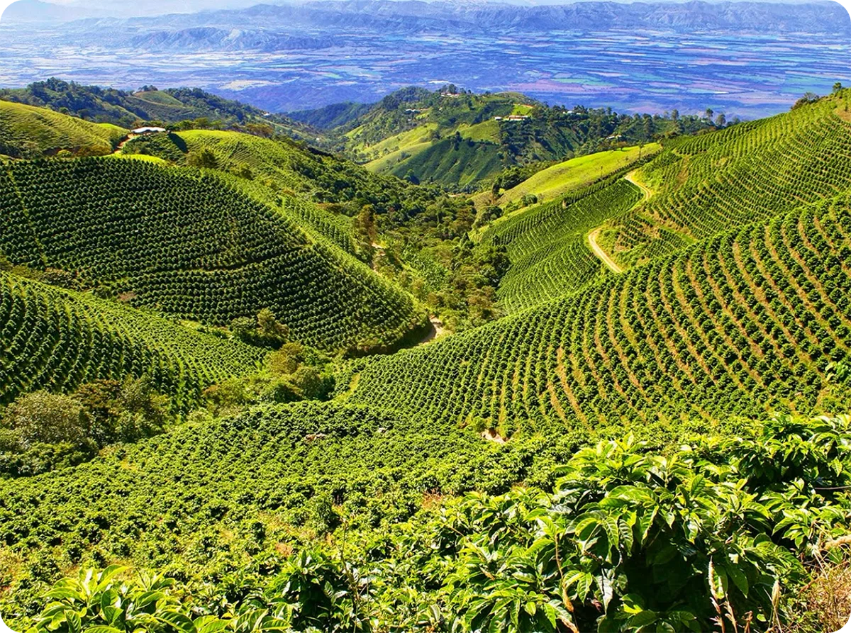 Distinguished Roasts,Exceptional Brews | Bean Exchange