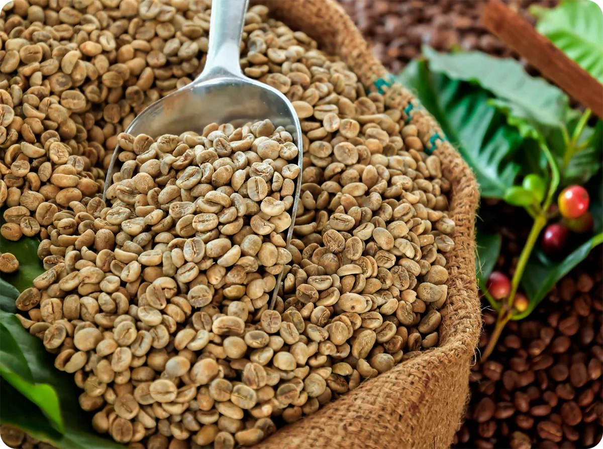 Distinguished Roasts,Exceptional Brews | Bean Exchange